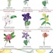 State Flowers Poster, Flowers of North America, Flowers of the United ...