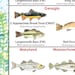 State Fish of the United States Poster, Fish Chart, Fish Field Guide ...