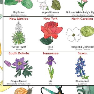 State Flowers Poster, Flowers of North America, Flowers of the United ...