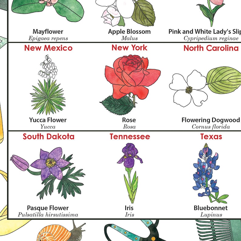 State Flowers Poster, Flowers of North America, Flowers of the United ...