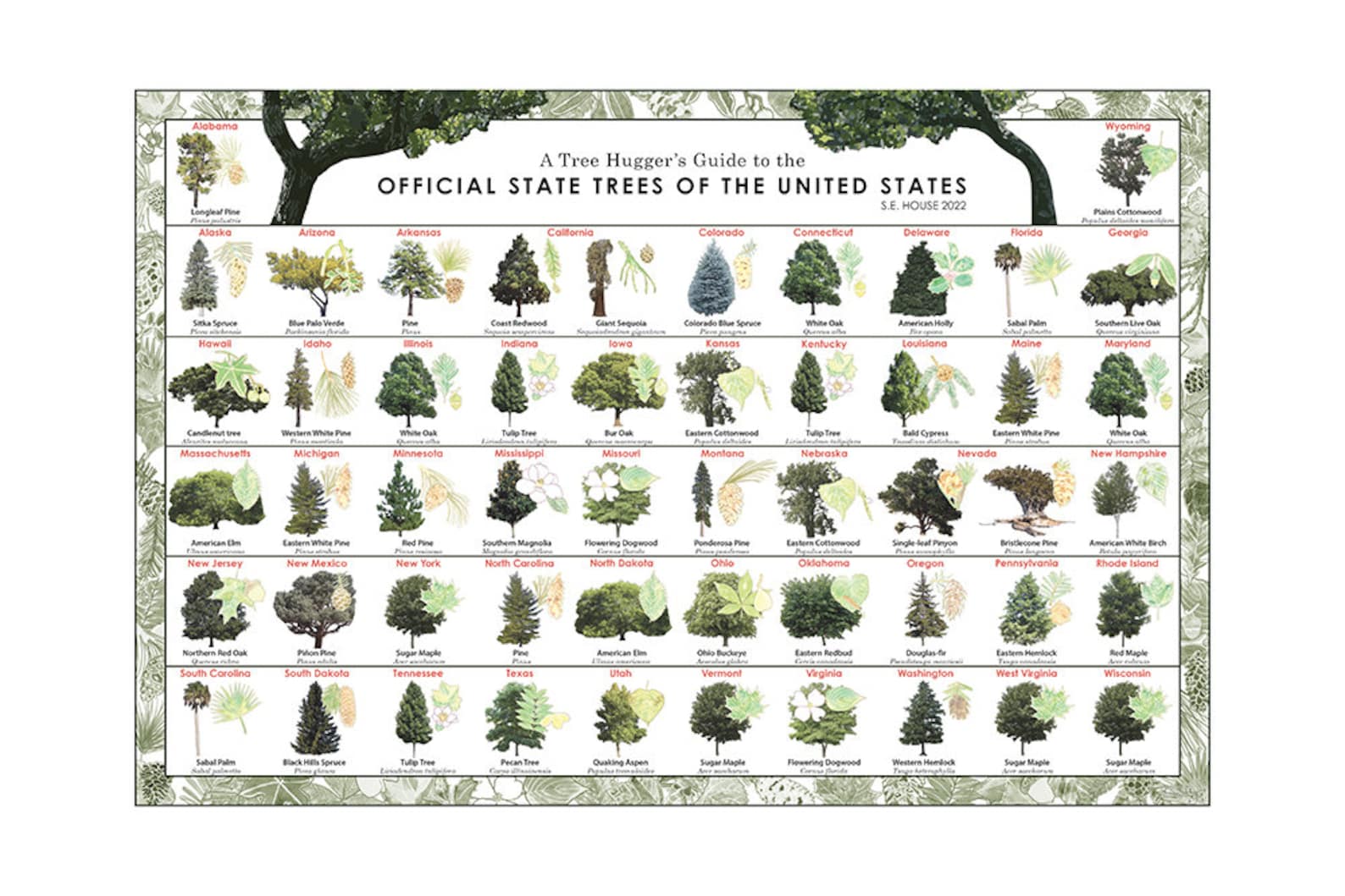 Trees of North America, State Trees of the United States, Tree ...