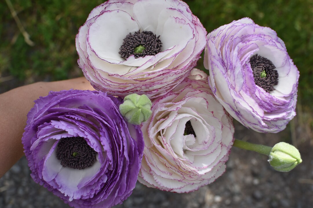 Handmade Cold Porcelain Ranunculus: Realistic Floral Sculpture - Etsy