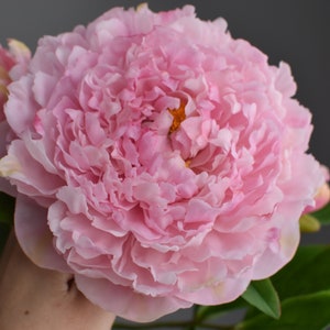 Pink Peony From Cold Porcelain Clay Peony Porcelain Flowers Ceramic ...