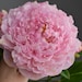 Pink Peony From Cold Porcelain Clay Peony Porcelain Flowers Ceramic ...