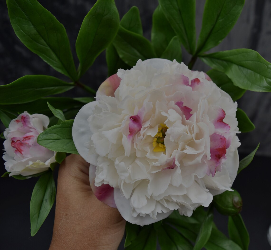 White Peony From Cold Porcelain Peony With Pink Petals Clay - Etsy