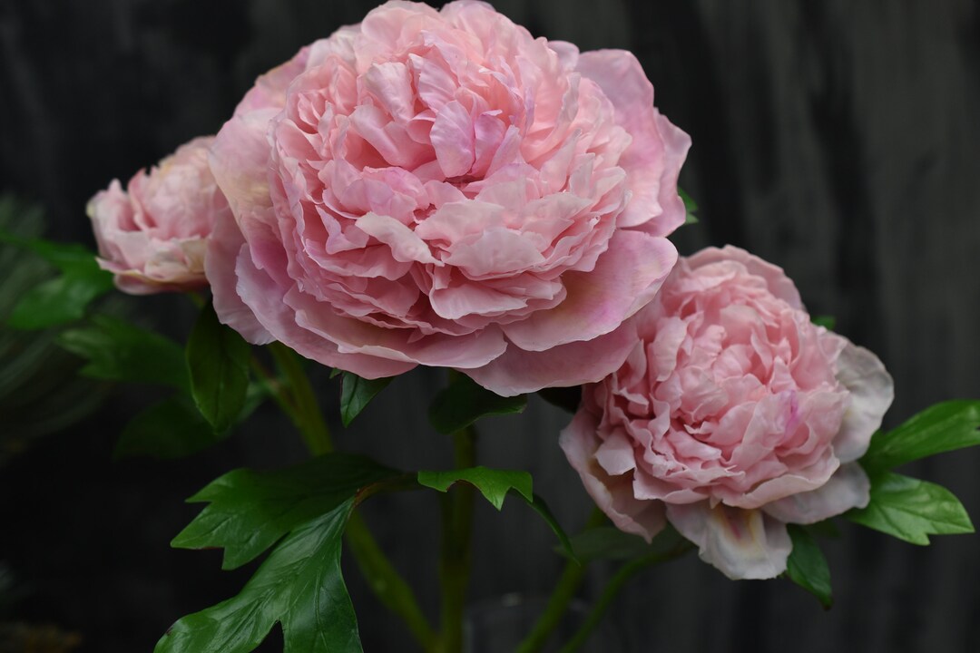 Peony Cold Porcelain Bouquet of Peony Pink Peonies Real Touch Flowers ...