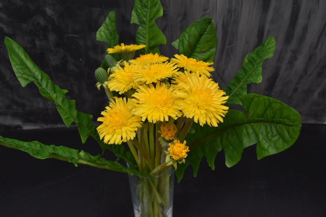 Dandelions Bouquet of Yellow Dandelions Handmade Dandelion - Etsy