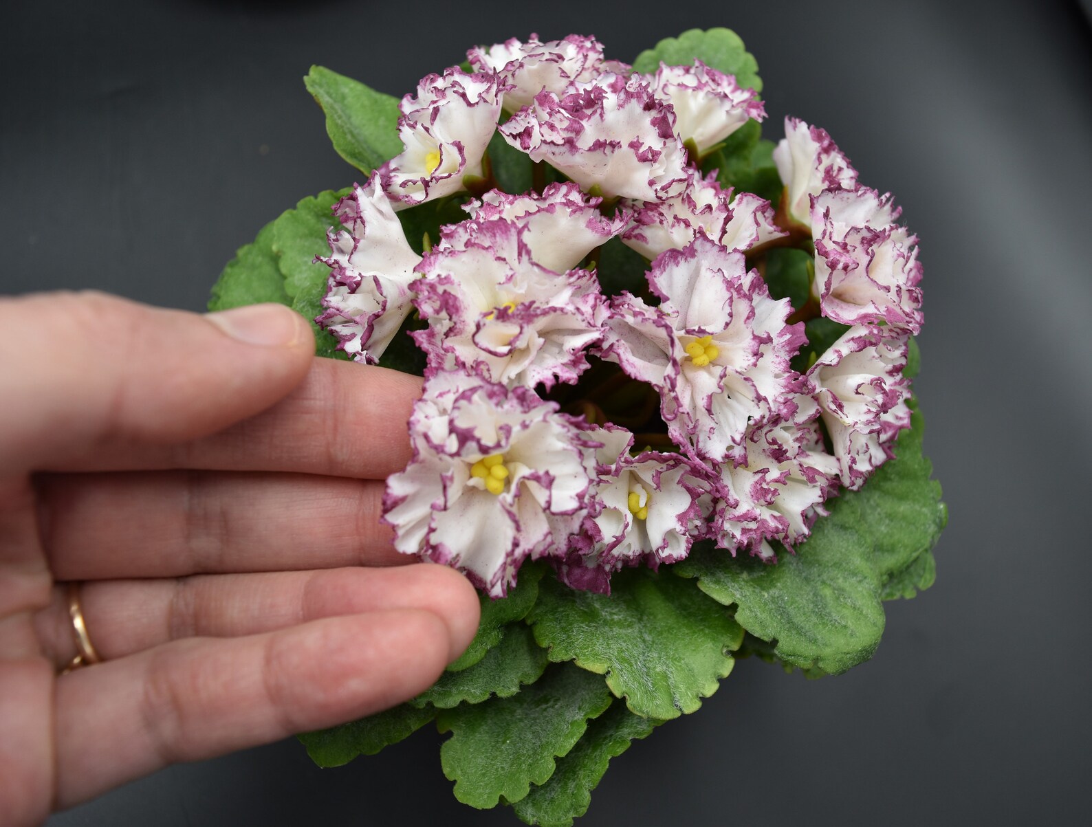 Polymer Clay Violet in Pot: Realistic Botanical Sculpture - Etsy