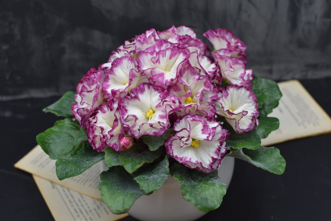 Violets Cold Porcelain Bouquet of Violets Flower Pots Pink Violets Real ...