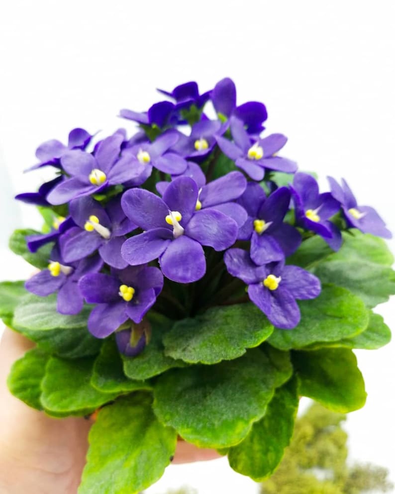 Violet in the Pot-polymer Clay Flower-cold Porcelain - Etsy