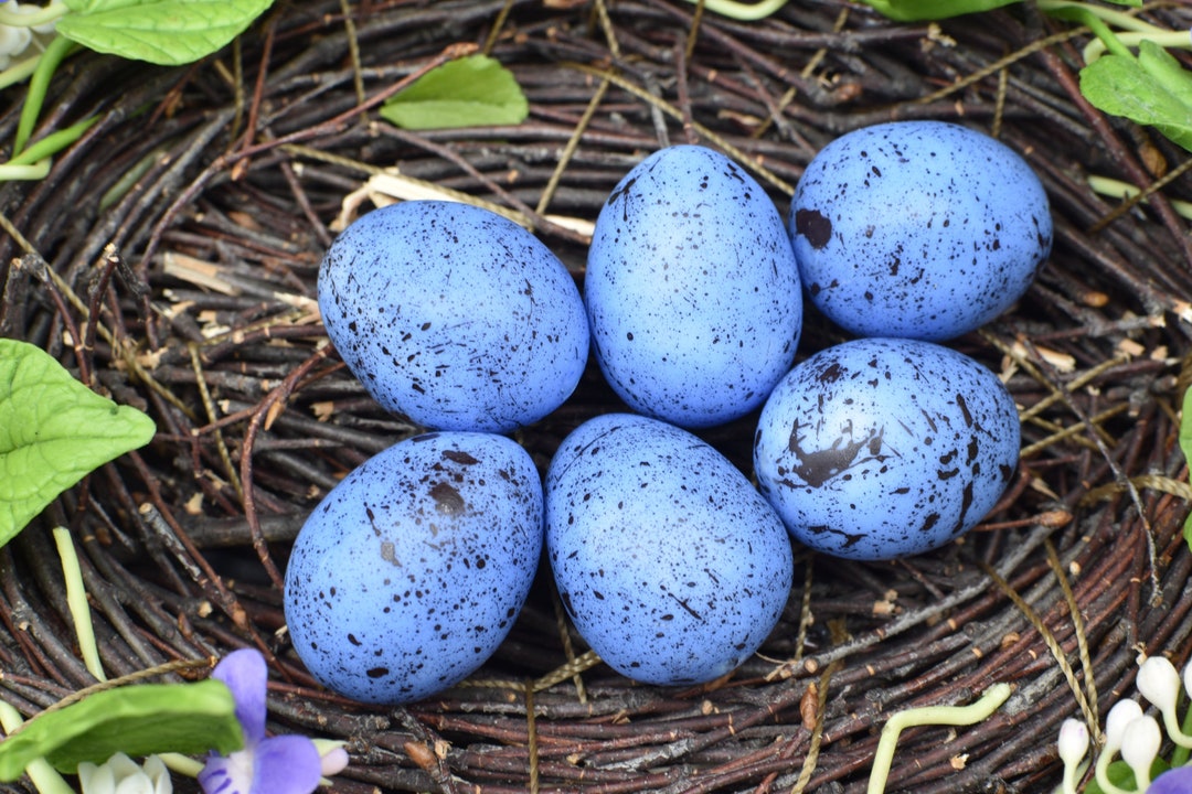 Uova di pettirosso blu Uova decorative Uova di quaglia Uova dipinte a ...