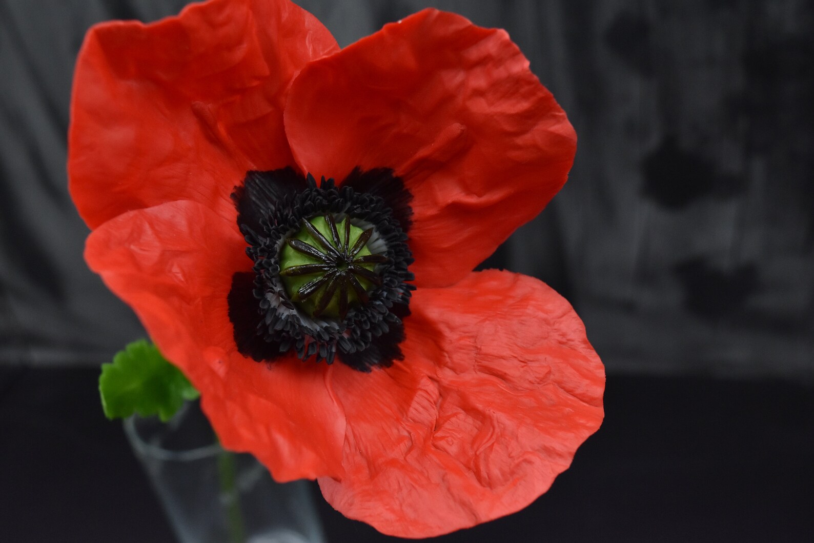 Poppy Flowers Red Poppy Red Flower Poppies Wild Flowers | Etsy