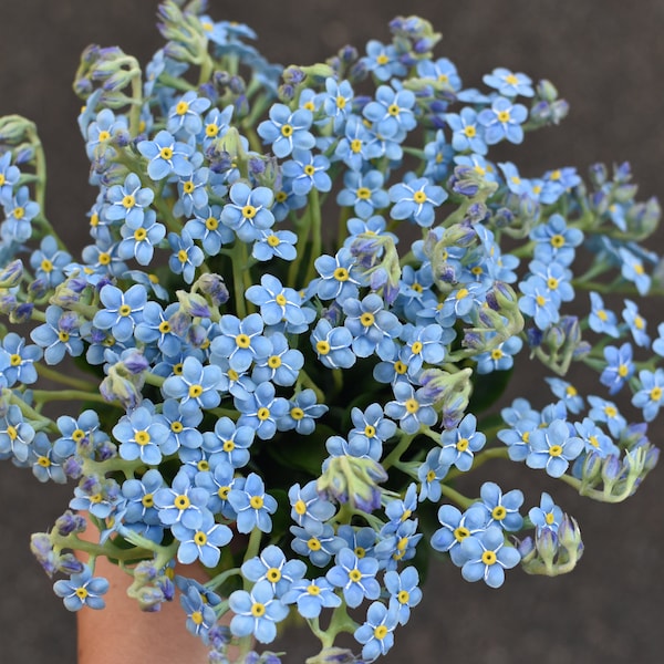 Forget Me Not Bouquet - Etsy