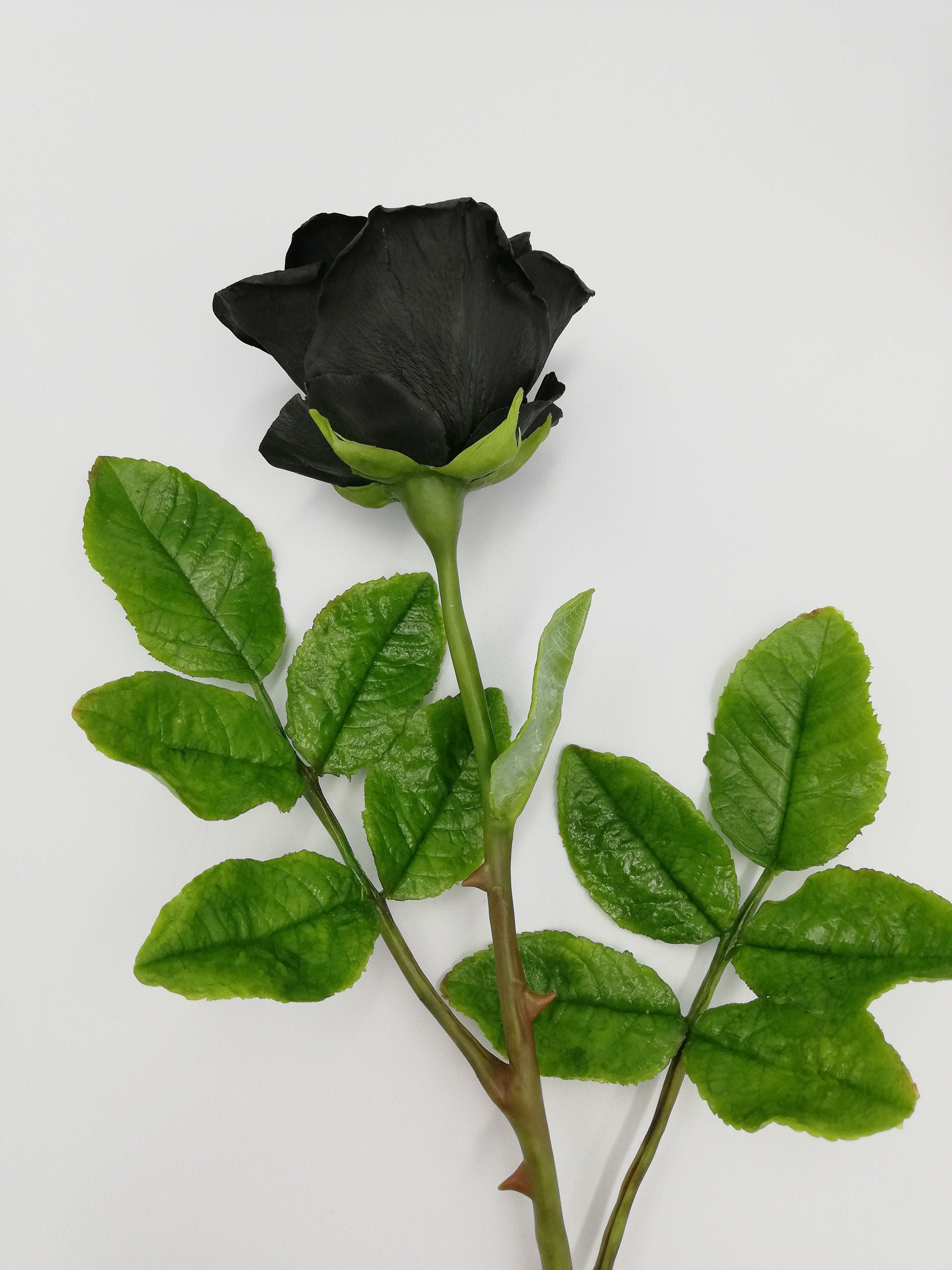 Single Black Rose
