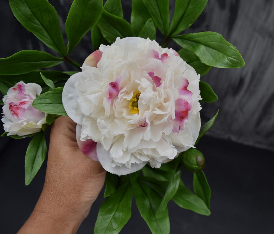 White Peony From Cold Porcelain Peony With Pink Petals Clay - Etsy