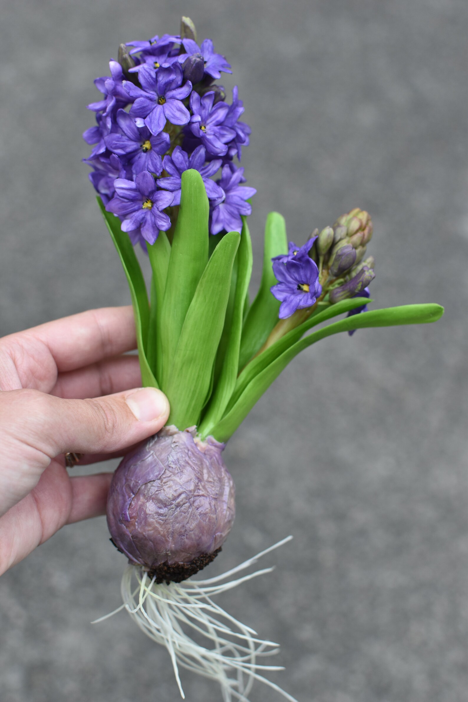 Hyacinth Real Touch Violet Hyacinth Hand Sculpted Hyacinth - Etsy