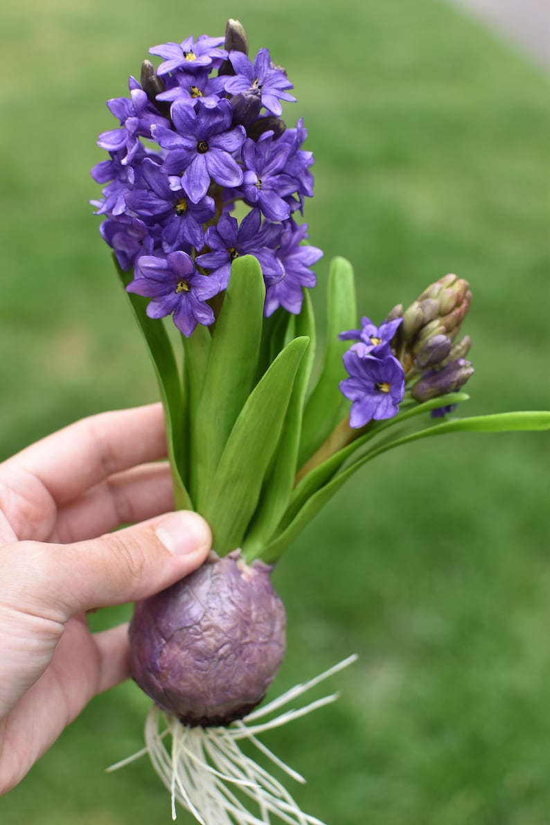 Hyacinth Real Touch Violet Hyacinth Hand Sculpted Hyacinth - Etsy