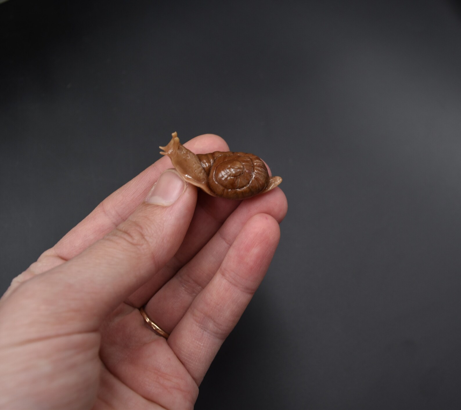 Miniature Snails Polymer Clay Accessories for the Dollhouse Snail ...