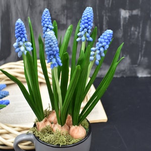Cold Porcelain Muscari Flower Arrangement: Botanical Sculpture Gift - Etsy