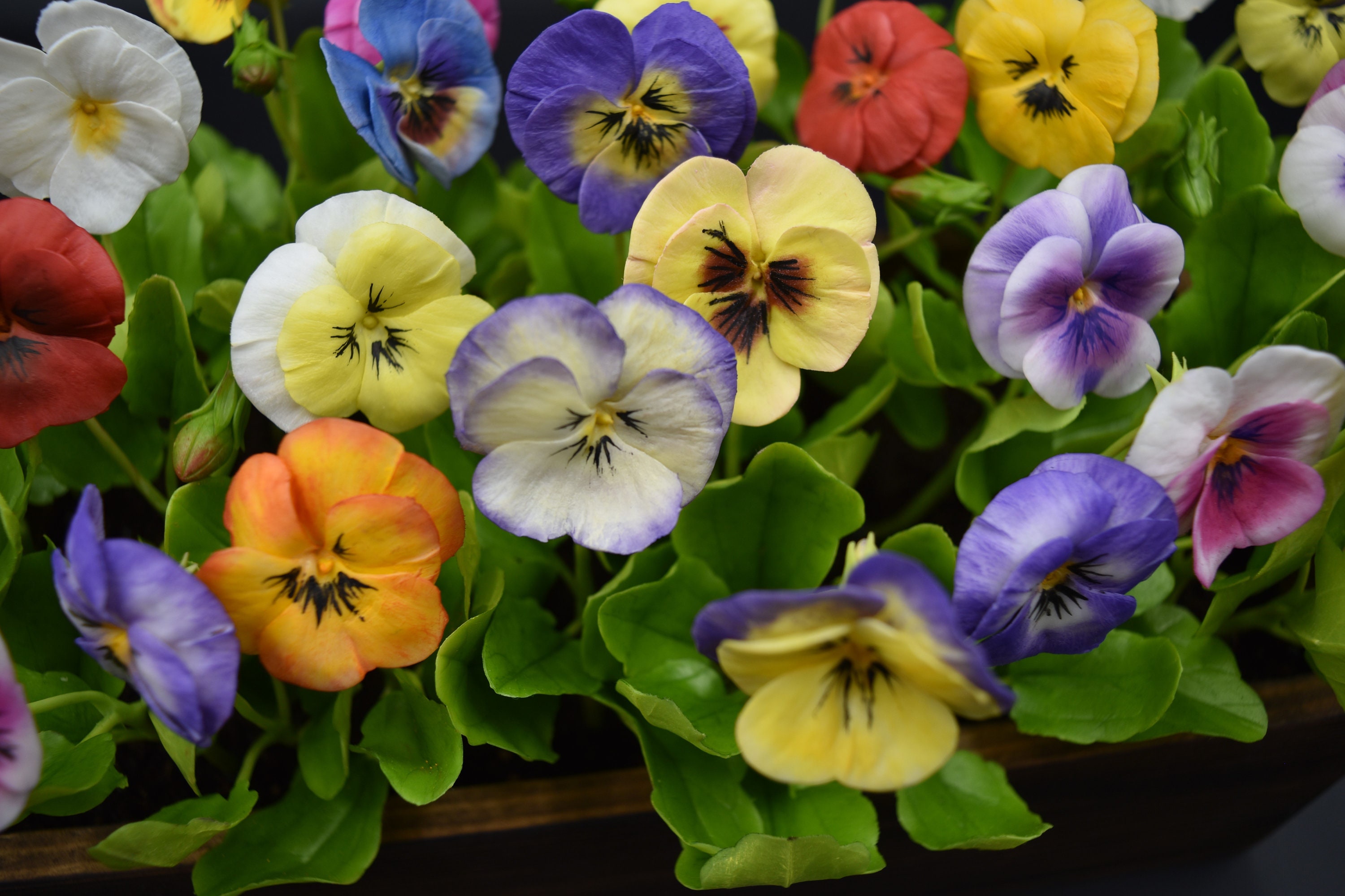 Handmade Polymer Clay Pansy Bouquet: Cold Porcelain Floral Arrangement ...