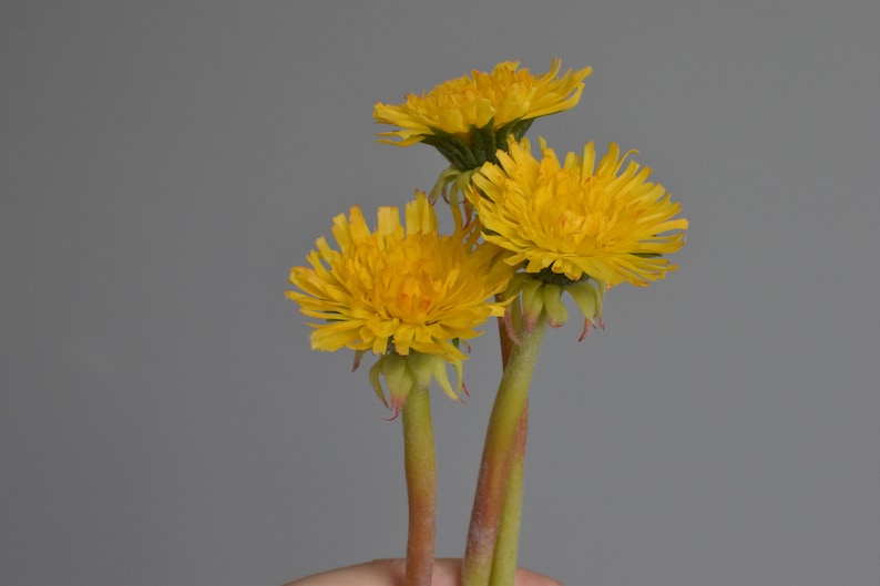 Dandelions from cold handmade porcelain dandelion from | Etsy