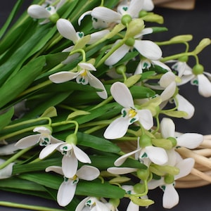 Snowdrops From сold Porcelain Real Touch Spring Flowers for Home ...