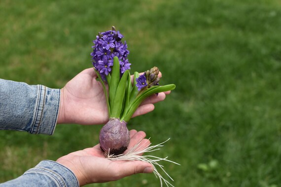 Hyacinth Real Touch Violet Hyacinth Hand Sculpted Hyacinth - Etsy