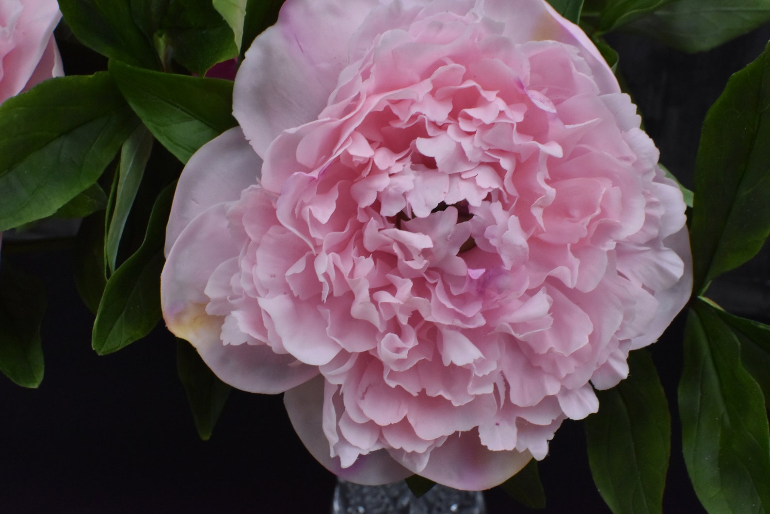Bouquet of Peonies Pink Peony Cold Porcelain Clay Peony - Etsy