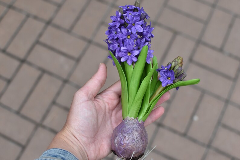 Hyacinth Real Touch Violet Hyacinth Hand Sculpted Hyacinth - Etsy