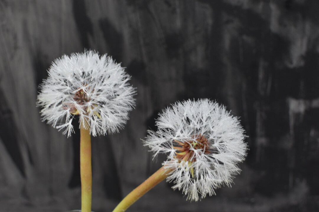 Fluffy Dandelions Cold Porcelain Real Touch Fluffy Dandelion Home Decor ...