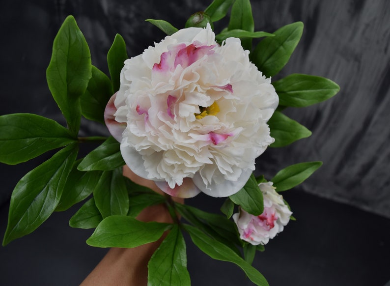 White Peony From Cold Porcelain Peony With Pink Petals Clay - Etsy