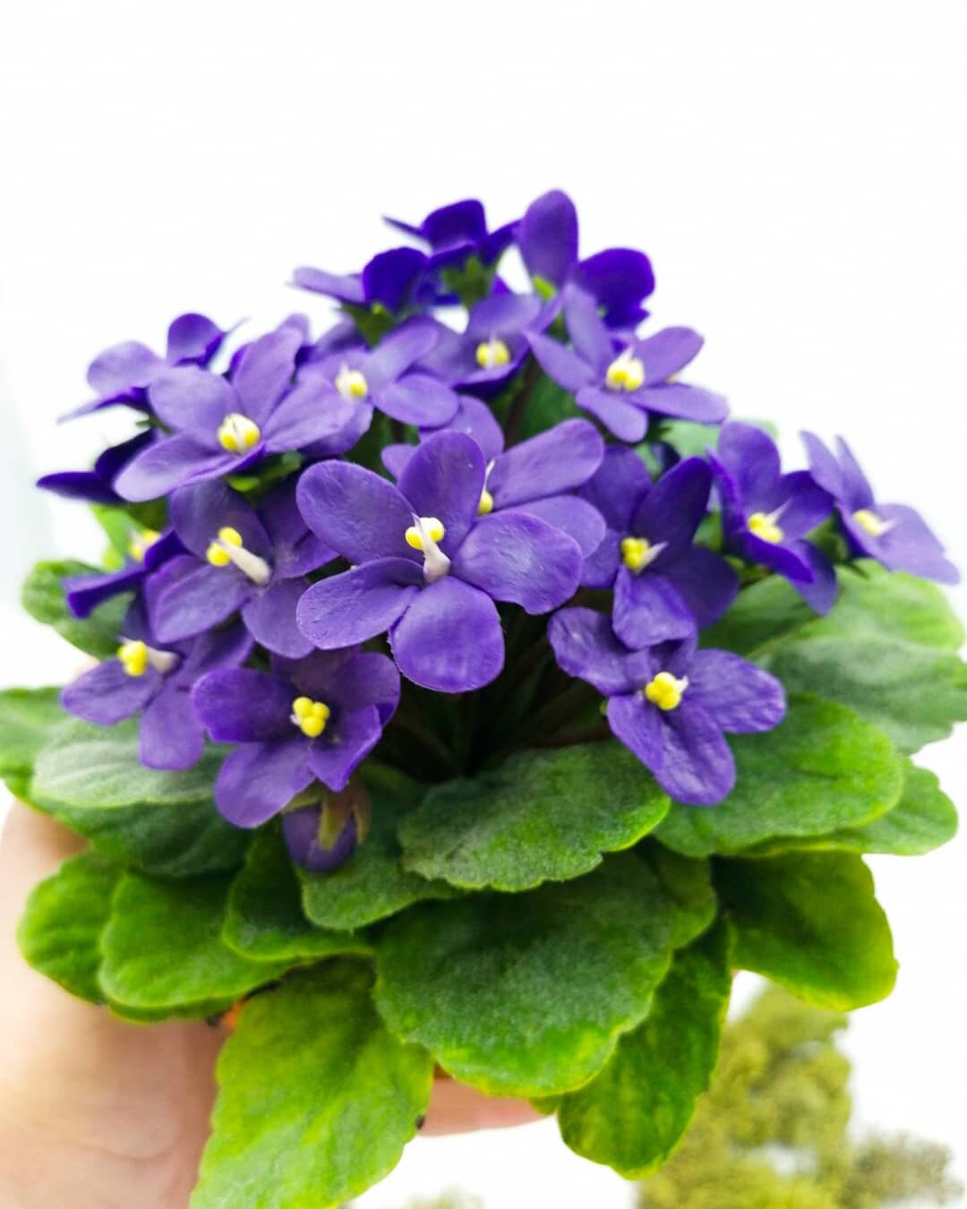 Violet in the Pot-polymer Clay Flower-cold Porcelain Flower-flower ...