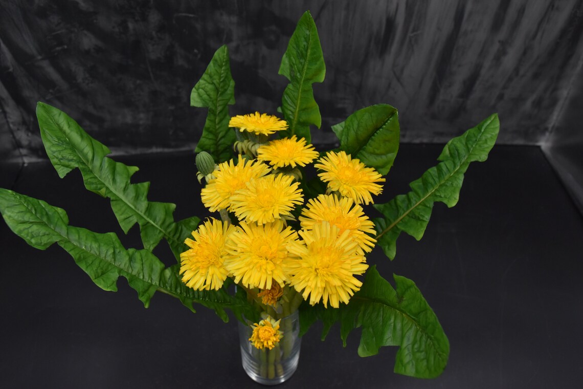 Dandelions bouquet of yellow dandelions handmade dandelion | Etsy