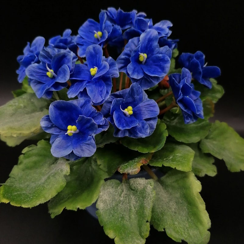 Blue Violet - Etsy