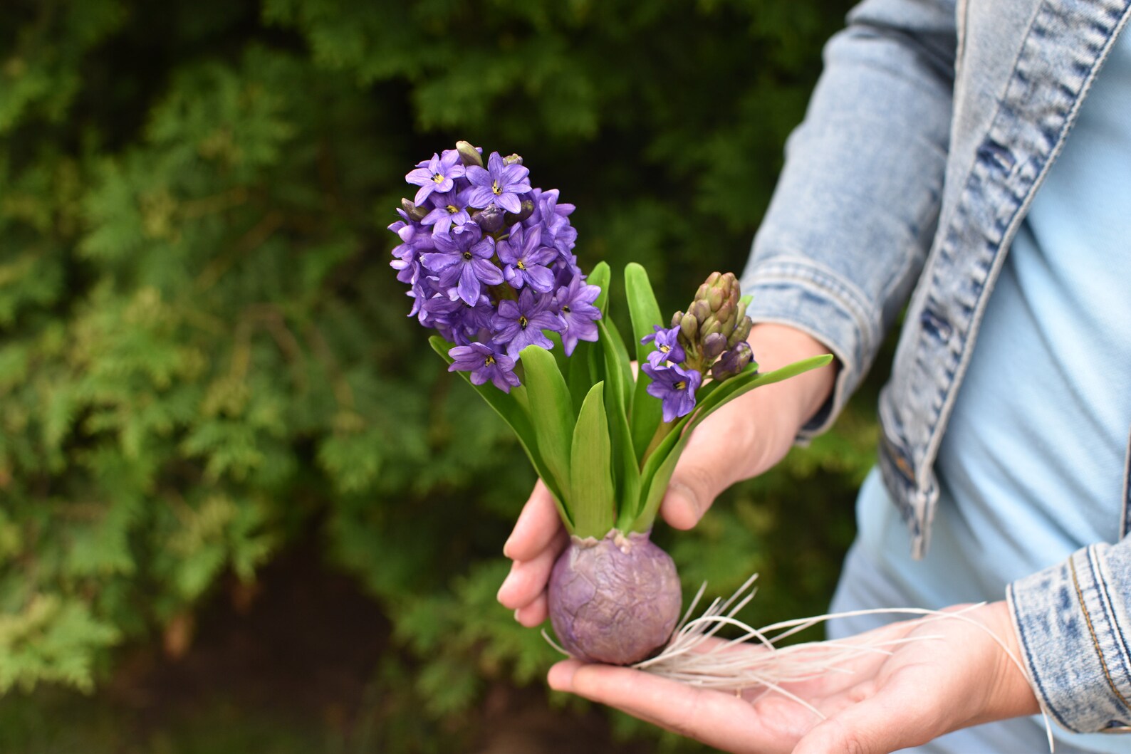 Hyacinth Real Touch Violet Hyacinth Hand Sculpted Hyacinth - Etsy