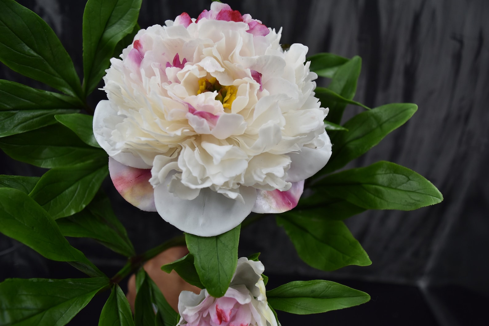 White Peony From Cold Porcelain Peony With Pink Petals Clay - Etsy