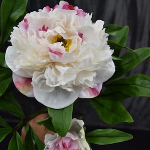 White Peony From Cold Porcelain Peony With Pink Petals Clay Peony ...