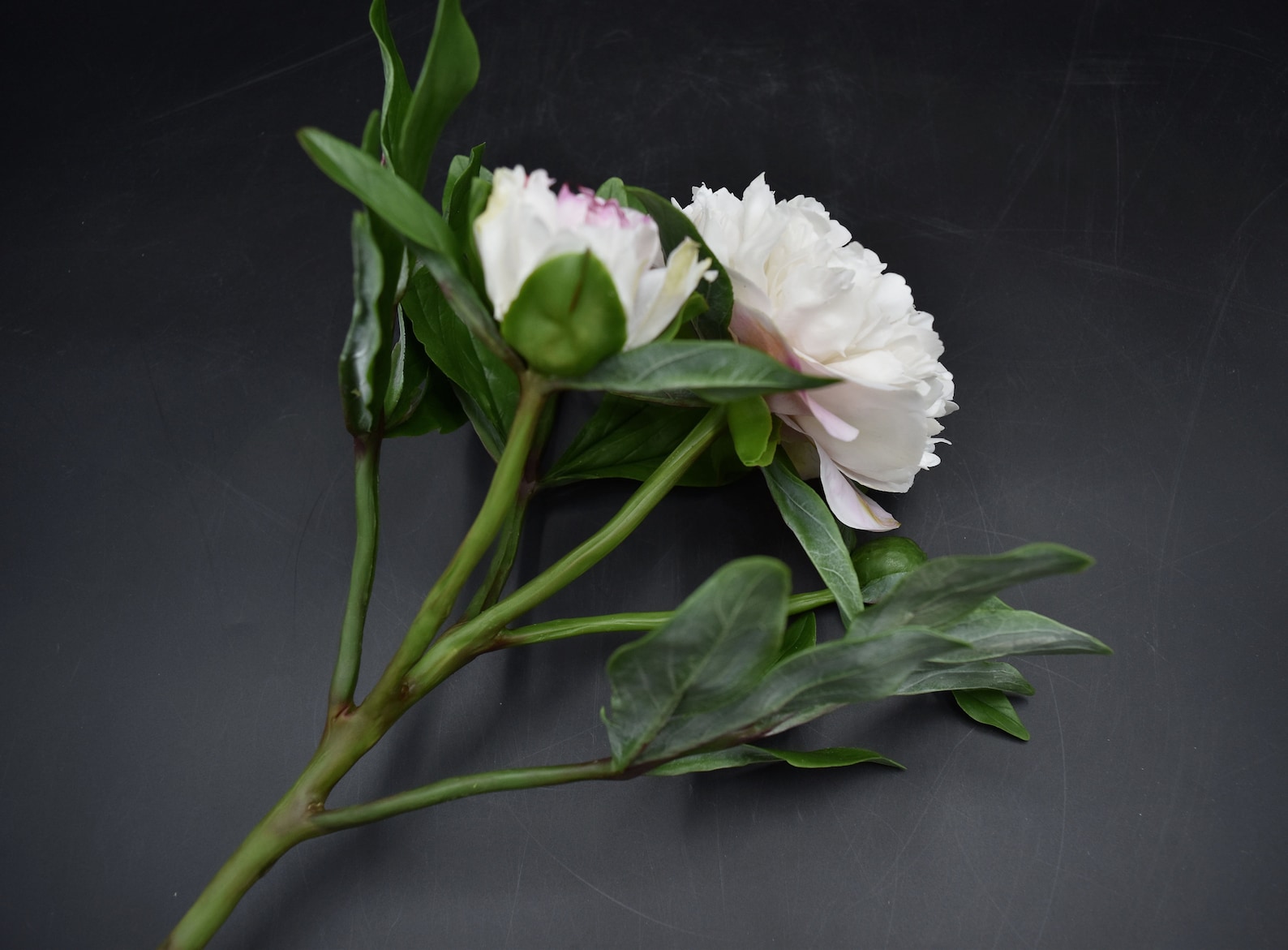 White Peony From Cold Porcelain Peony With Pink Petals Clay - Etsy