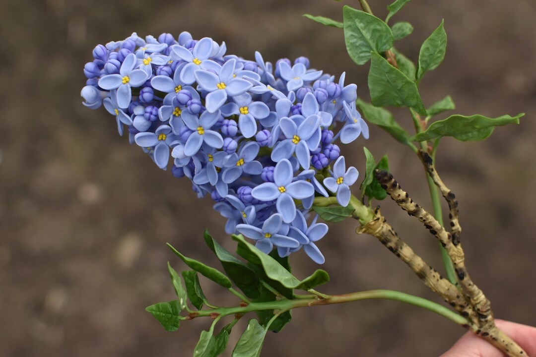 Lilac Cold Porcelain Branch Lilac Flowers Ceramic Branches Purple ...