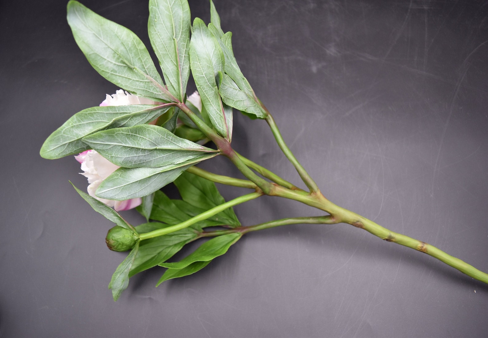 White Peony From Cold Porcelain Peony With Pink Petals Clay - Etsy