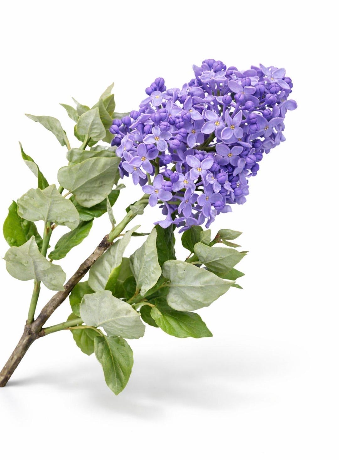 Handmade Cold Porcelain Lilac Branch: Botanical Sculpture - Etsy