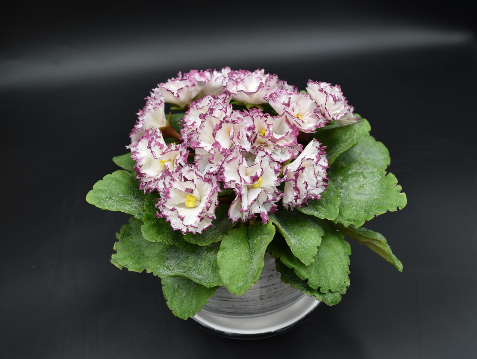 Polymer Clay Violet in Pot: Realistic Botanical Sculpture - Etsy