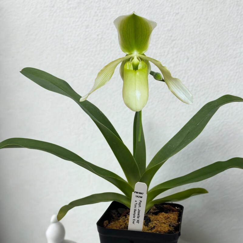 Paphiopedilum - Etsy
