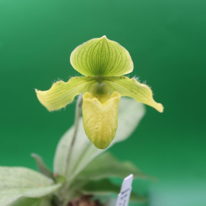 Paphiopedilum - Etsy