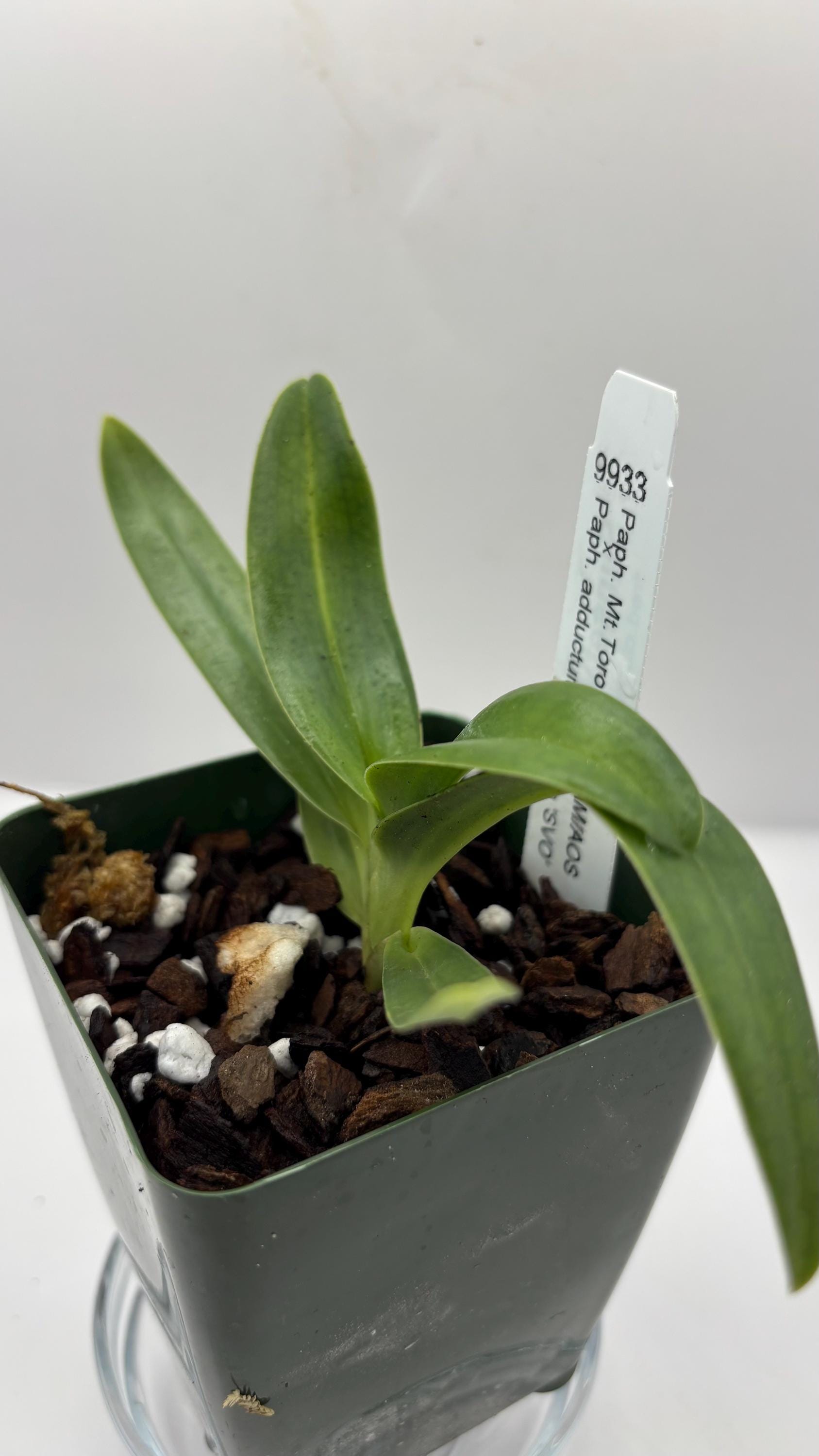 New Hybrid ~ Paph. Mount Toro AM/AOS X Paph. Anitum ~ Not in Bloom - Etsy