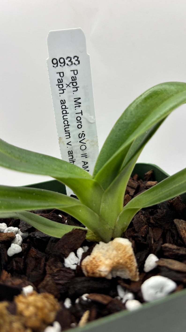 New Hybrid ~ Paph. Mount Toro AM/AOS X Paph. Anitum ~ Not in Bloom - Etsy