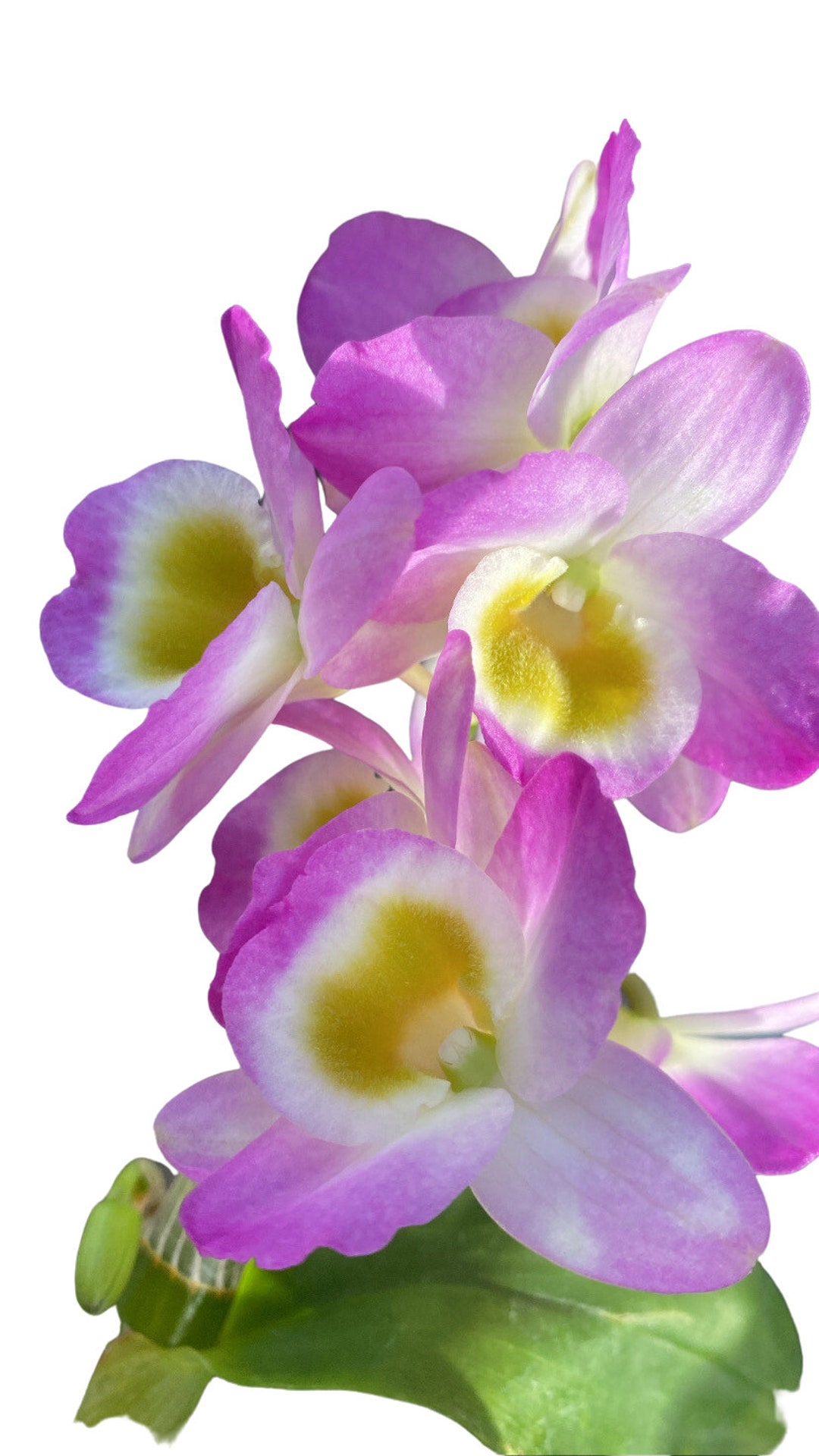 Dendrobium Nobile Violet Fizz 'luna' Fragrant Orchid Not in Bloom - Etsy
