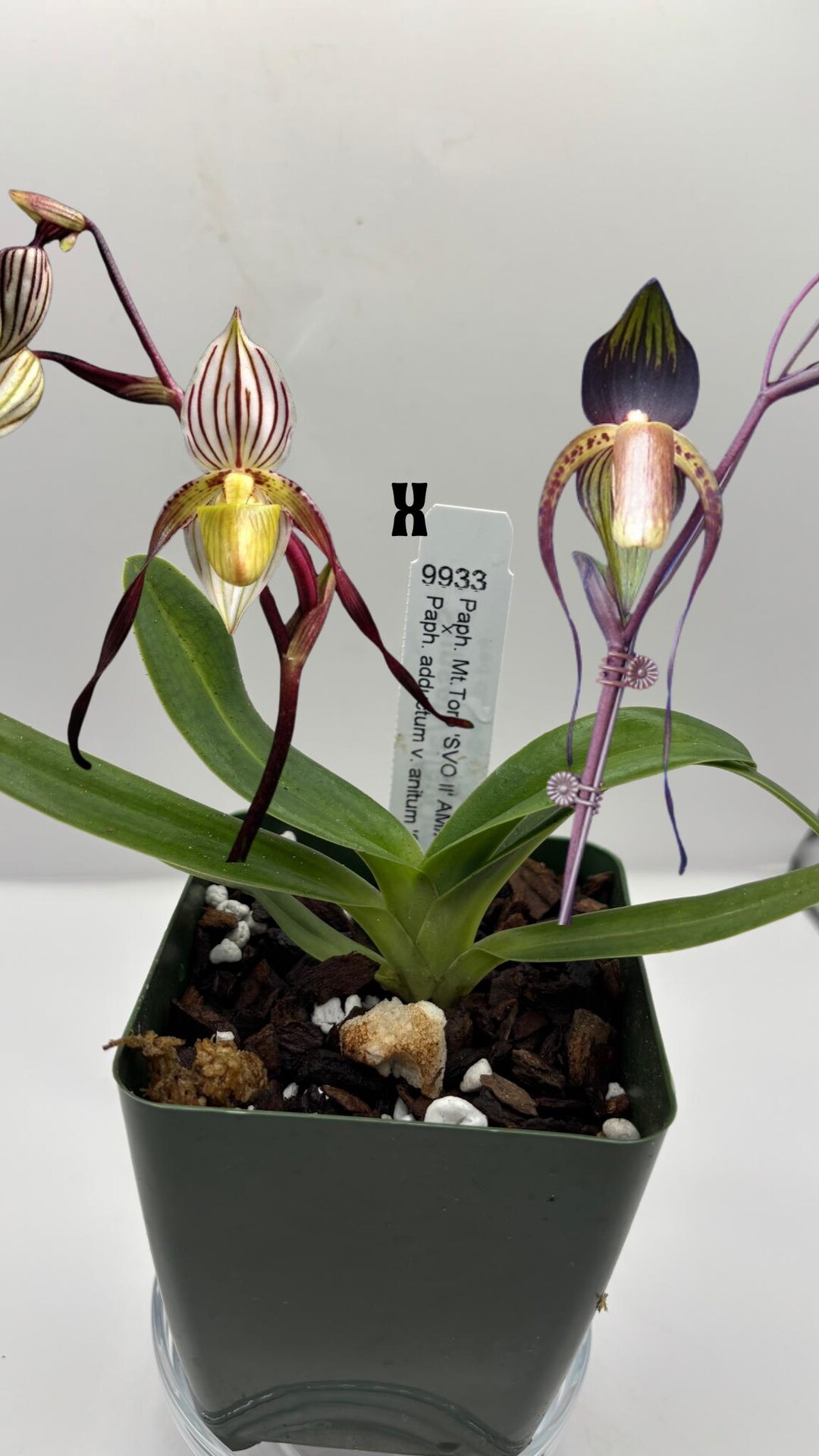 New Hybrid ~ Paph. Mount Toro AM/AOS X Paph. Anitum ~ Not in Bloom - Etsy