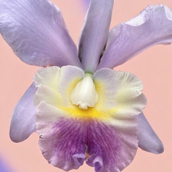 Dendrobium Dawn Maree X Peng Seng Not in Bloom - Etsy