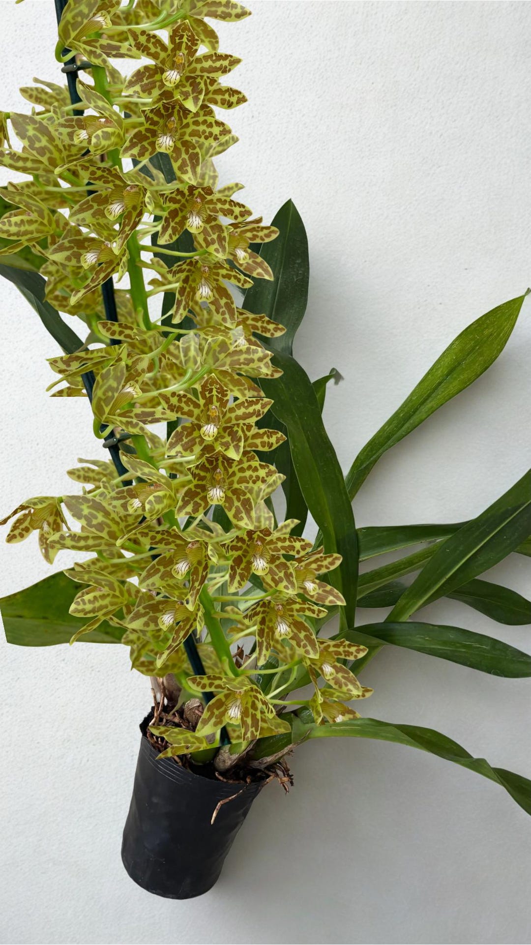 Grammatophyllum Scriptum Var. Multiflora ~ Not in Bloom ~ Huge & Mature ...